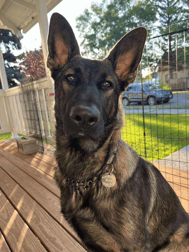 Montana Mold Dogs - Canine Mold Detection Launching 2026 | MT Mold Dogs